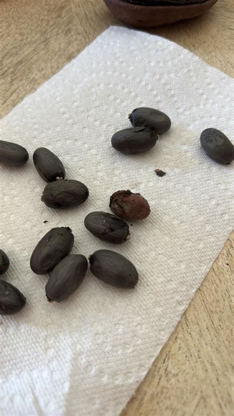 Tree Seed Pod Identification HELP TROPICAL LOOKING PLANTS Other Than Palms PalmTalk