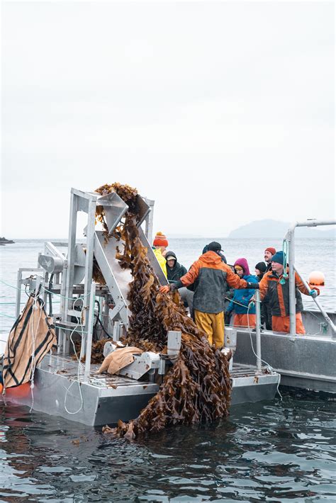 Advanced Farmer Training Hands On Kelp Harvest Co Ops And Buyer