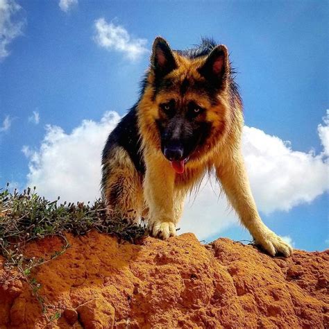 Злая овчарка (60 фото) - картинки sobakovod.club