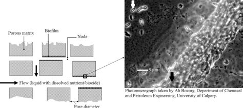Schematic Showing Definitions Relevant To Our Pore Network Model