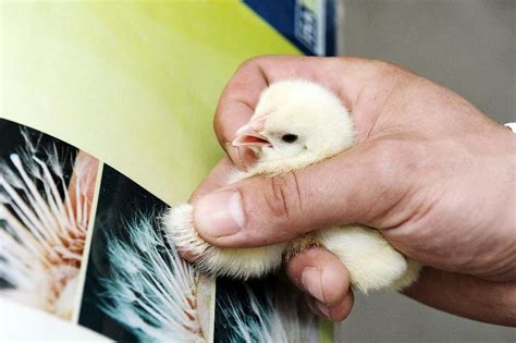 Sexing Chicks How To Determine Gender Of Your Chickens Freedom