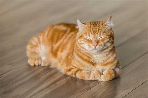 猫 橙色的 动物 Pixabay上的免费照片