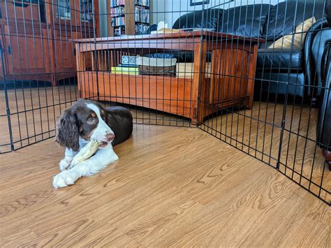 Puppy Proofing Your Home — Dog And Puppy Training