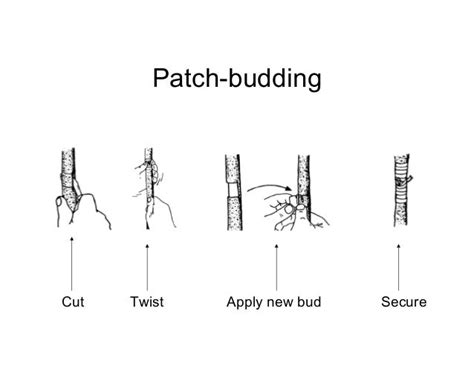 Plant Propagation Methodologies