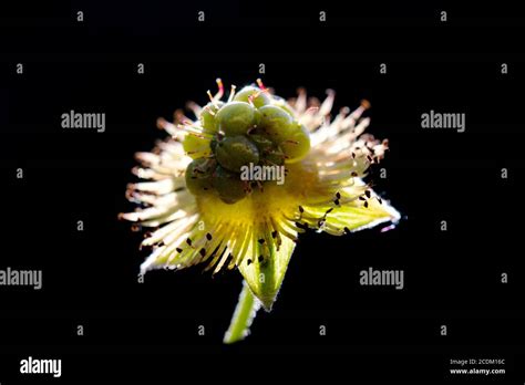 Salmon Raspberry Salmonberry Rubus Spectabilis Young Fruit In