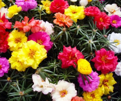 7 ไม้ดอกทนแดด สร้างสีสันให้บ้านในวันร้อนๆ