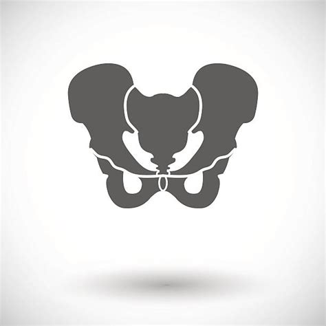 Pelvis Illustrations Royalty Free Vector Graphics And Clip Art Istock