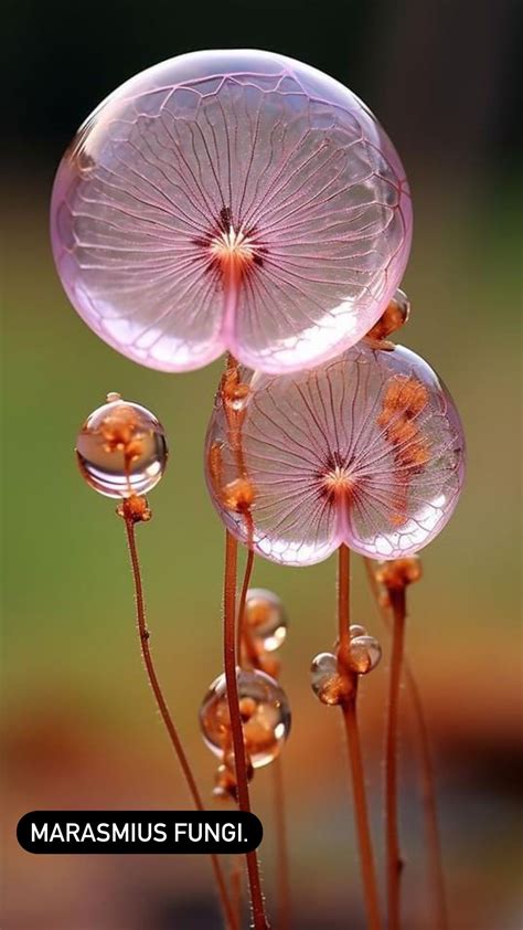 Pin By Jan Tenney On Gardening Flowers Non Edible Strange Flowers