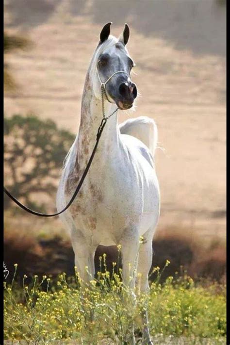 Wh Justice The Champion Maker Magnum Psyche × Vona Sher Renea 1999