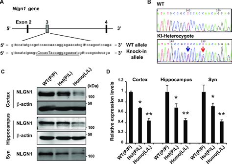 Generation Of Nlgn1 P89l Ki Mice A Schematic Of The Mouse Genomic