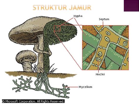 Ppt Fungi Powerpoint Presentation Free Download Id3550334