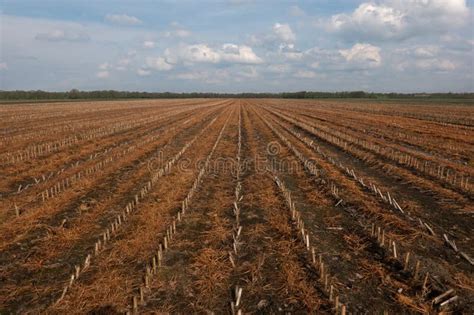 Effect Of Glyphosate Stock Image Image Of Field Poison 314685975