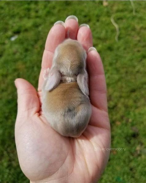19 Super Tiny Bunnies That Will Melt The Frost Off Your Heart Newborn