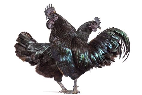Ayam Cemani Breed Profile Egg Laying Pictures And Facts