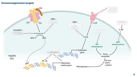Immunology USMLE Diagram Quizlet