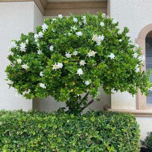 12 Beautiful Types Of Gardenias In Florida