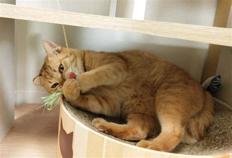 猫と遊ぶということ～第10回～ Moment日刊ゲンダイ