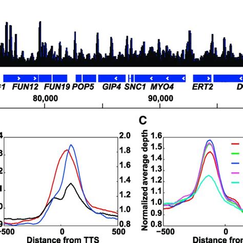 Application Of Dms Seq To Human Cells A Dms Seq Patterns Around Download Scientific Diagram