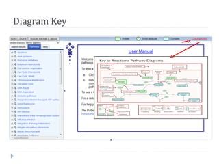 Reactome Usability Testing Is It Useful PPT