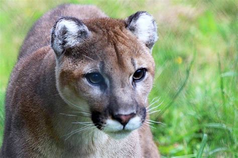 Prächtige Cougar Nimmt Dicken Schwanz Telegraph