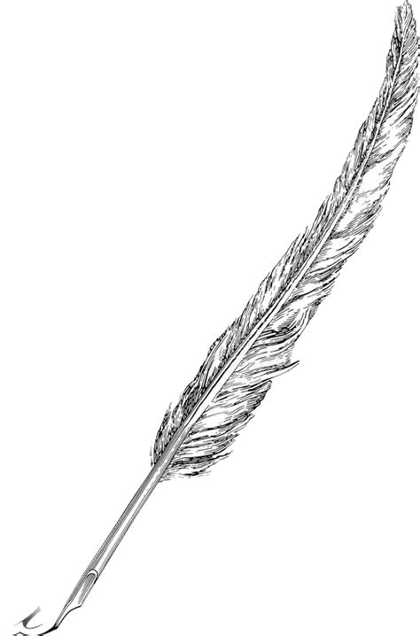 Vintage Feather Vector Set Handdrawn Illustration Stock Vector Royalty