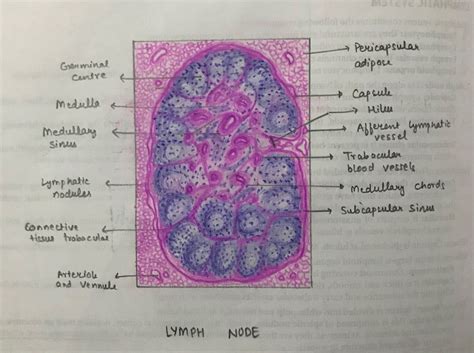Lymph Node Histology Lymph Nodes Diagram Design Histology Slides