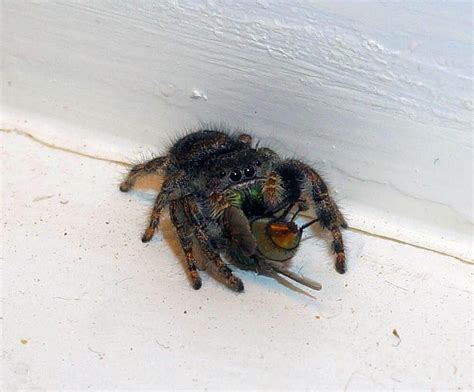 This Is Frank The Jumping Spider That Eats Our House Flies For Us The