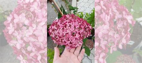 Гортензия купить в Туле | Товары для дома и дачи | Авито
