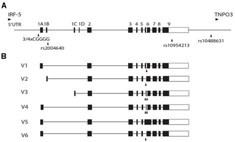 Genetic Variants And Disease Associated Factors Contribute To Enhanced Interferon Regulatory