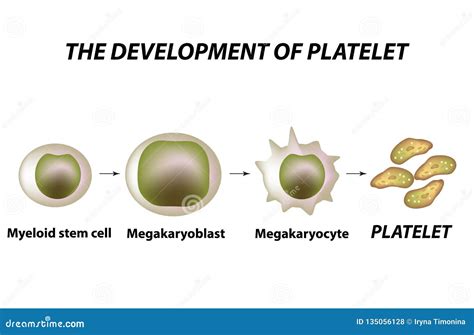 Platelets Definition