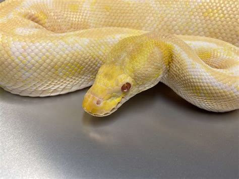 Ivory Het Pied Albino Pinstripe Ballpythons Werther