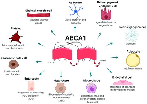 Atp Binding Cassette Transporter A1 Abca1 Functions In Different Cell