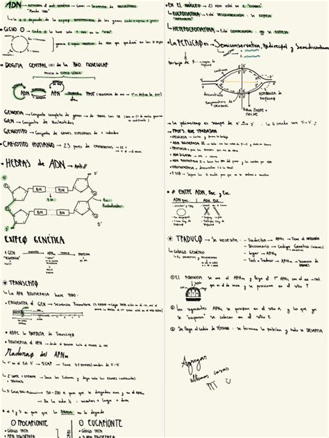 Apuntes Biología Replicación Transcripción Y Traducción Pdf