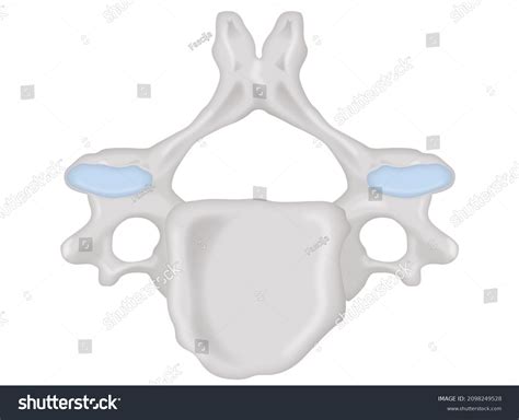 Cervical Vertebrae Diagram Unlabeled My Xxx Hot Girl
