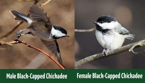 Male Vs Female Black Capped Chickadees How To Tell The Difference