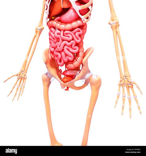 Female Anatomy Artwork Stock Photo Alamy