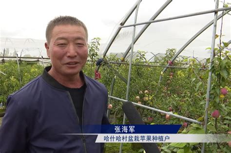 梅里斯区哈什哈村盆栽苹果大丰收！等你来采摘澎湃号·媒体澎湃新闻 The Paper