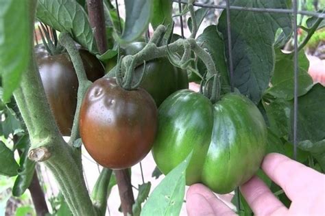 Tomato Black Prince: avis, TOP secrets de la culture, description