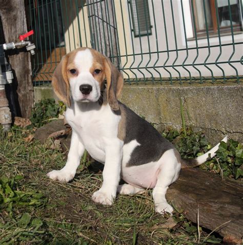 Hundewelpen Beagle Hündin sucht ihren Lebensplatz kaufen Landwirt