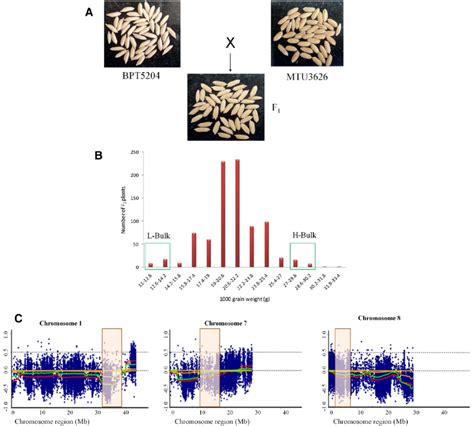 Qtl Seq Approach Adopted For Mapping Genomic Regions Responsible For