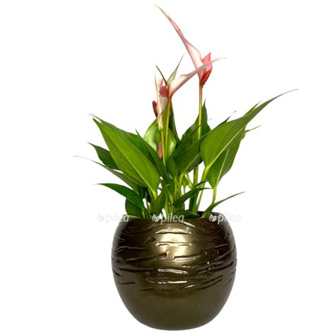 Живые комнатные растения купить, цветы в горшках с доставкой - Pilea
