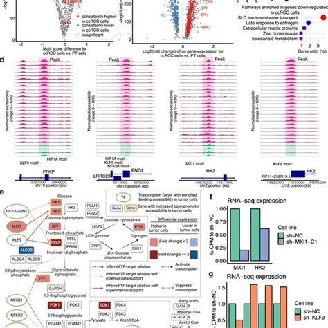 Snrna Seq Analysis Identifies Tumor Cell Specific Markers A Schematic
