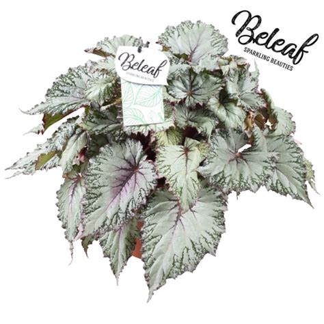 Бегония Рекс Азиан Тундра (Begonia leaf Rex Grp Asian Tundra ...