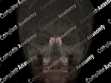 Ethmoidal Cells Complete Anatomy