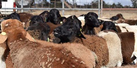 Rift Valley Fever Farmers Review Africa