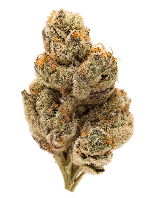 Buy Do Si Dos Weed Strain Online Do Si Dos Weed Strain