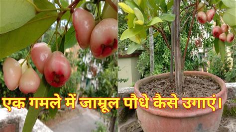 Jamrul Plant Plantation Jamrul Plant Care Jamrul Plant Growing