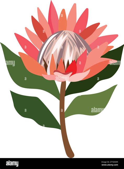 South Africa King Protea Isolated Stock Vector Image And Art Alamy