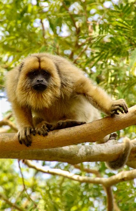 Animecameltoe Photos Download The Best Free Animecameltoe Stock