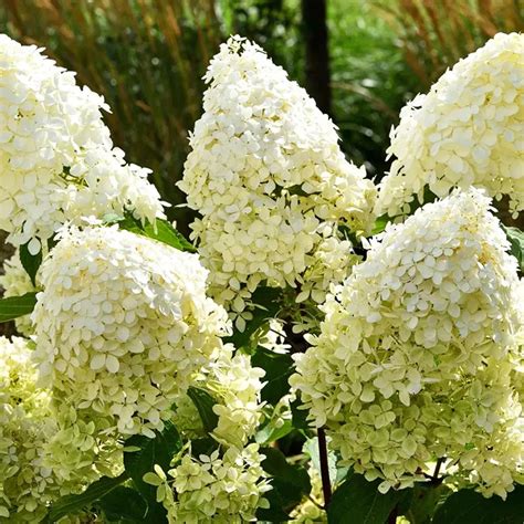 Phantom Hydrangea Tree Form For Sale Online The Tree Center